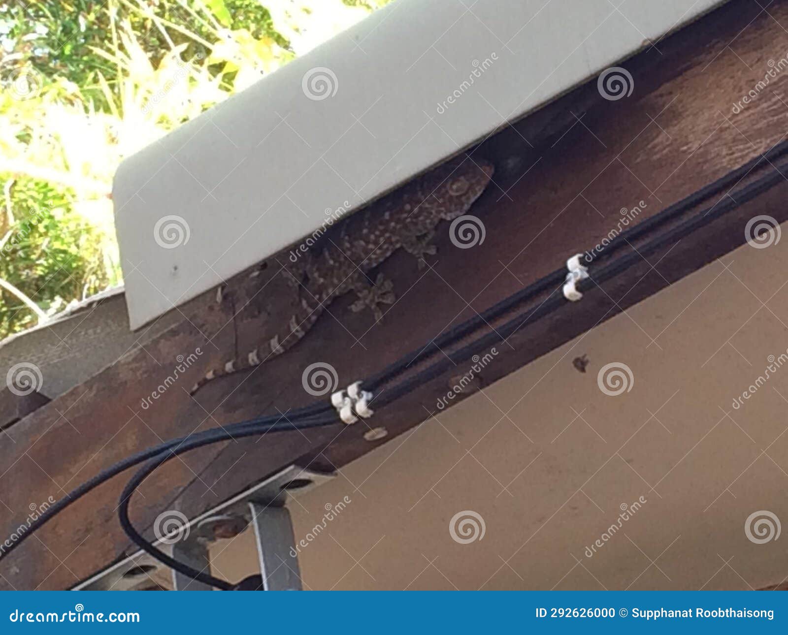 If You Scared it that it& X27;s Say You Hello Stock Photo - Image of ...