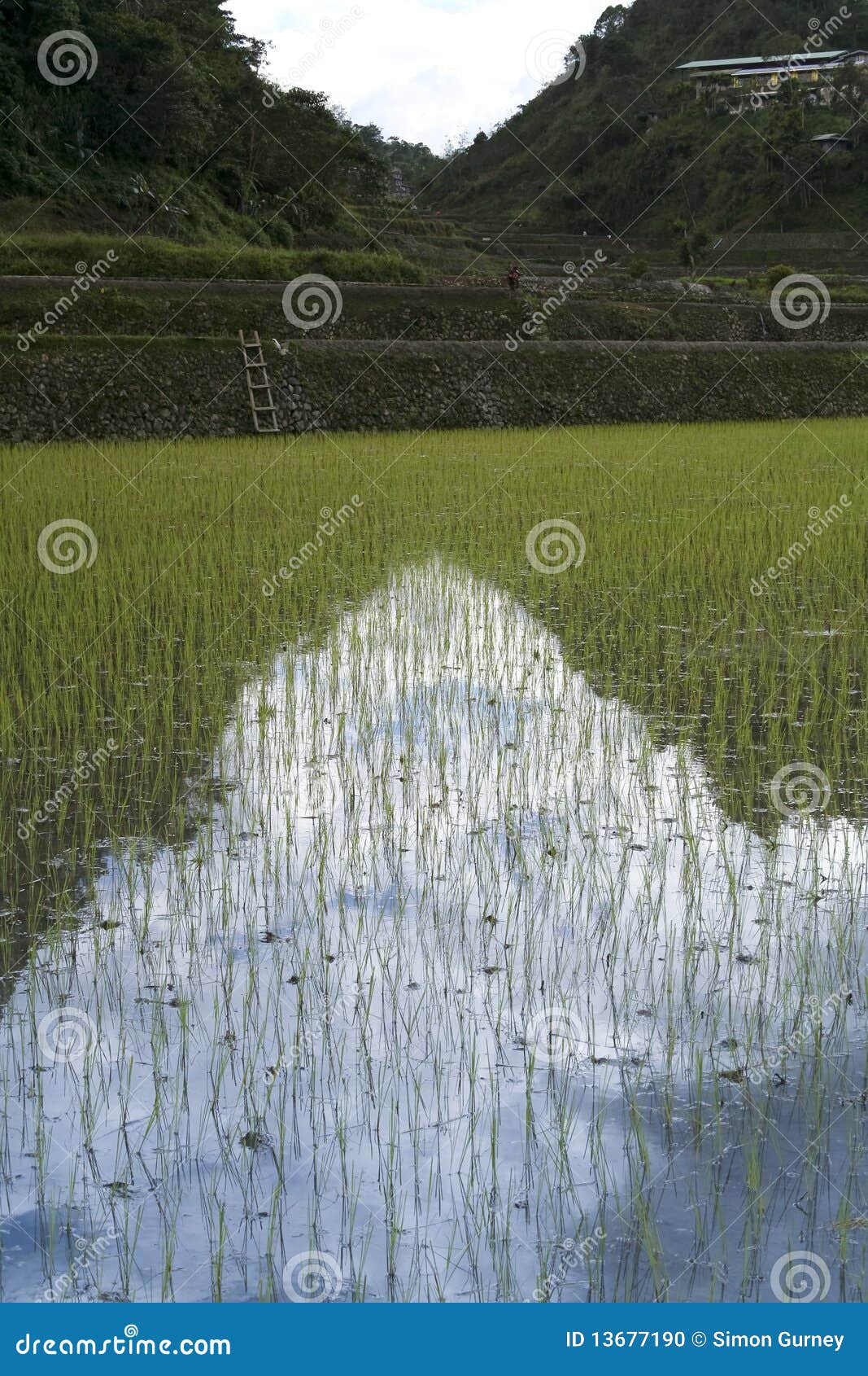 Ifugao Rice Terraces Banaue Philippines Stock Photo - Image of nature ...