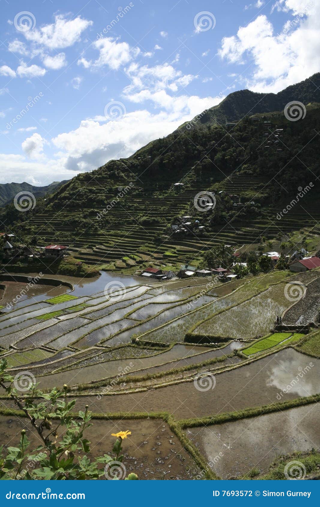 Ifugao Rice Terraces Batad Philippines Stock Photo - Image of ...