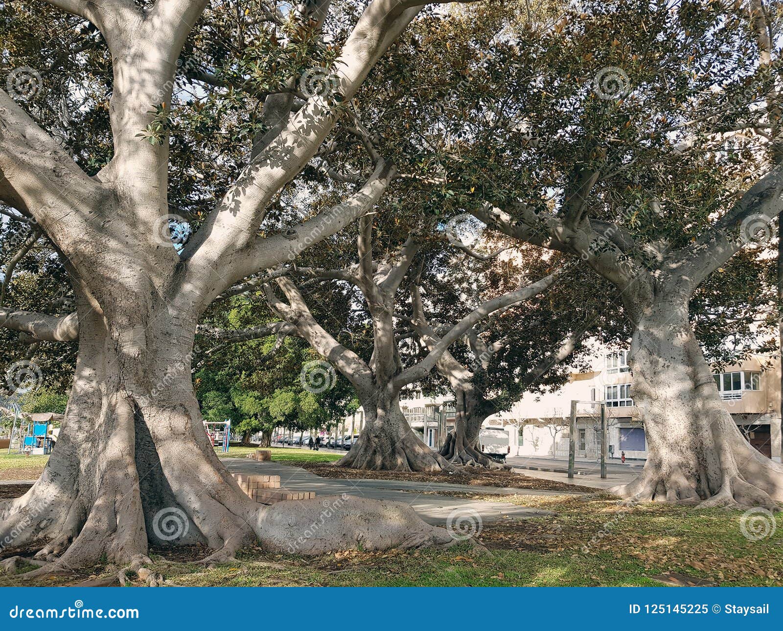 Ig trees in the yard stock image. Image of foliage, outdoor - 125145225