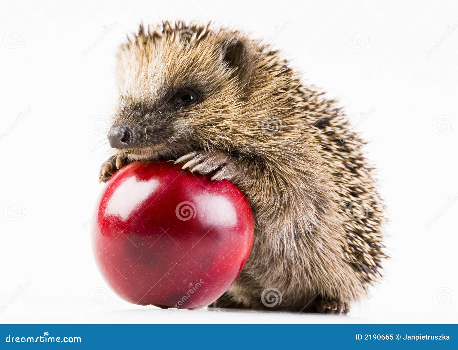 Igeles stockbild. Bild von scharf, tier, dorn, nadeln - 2190665