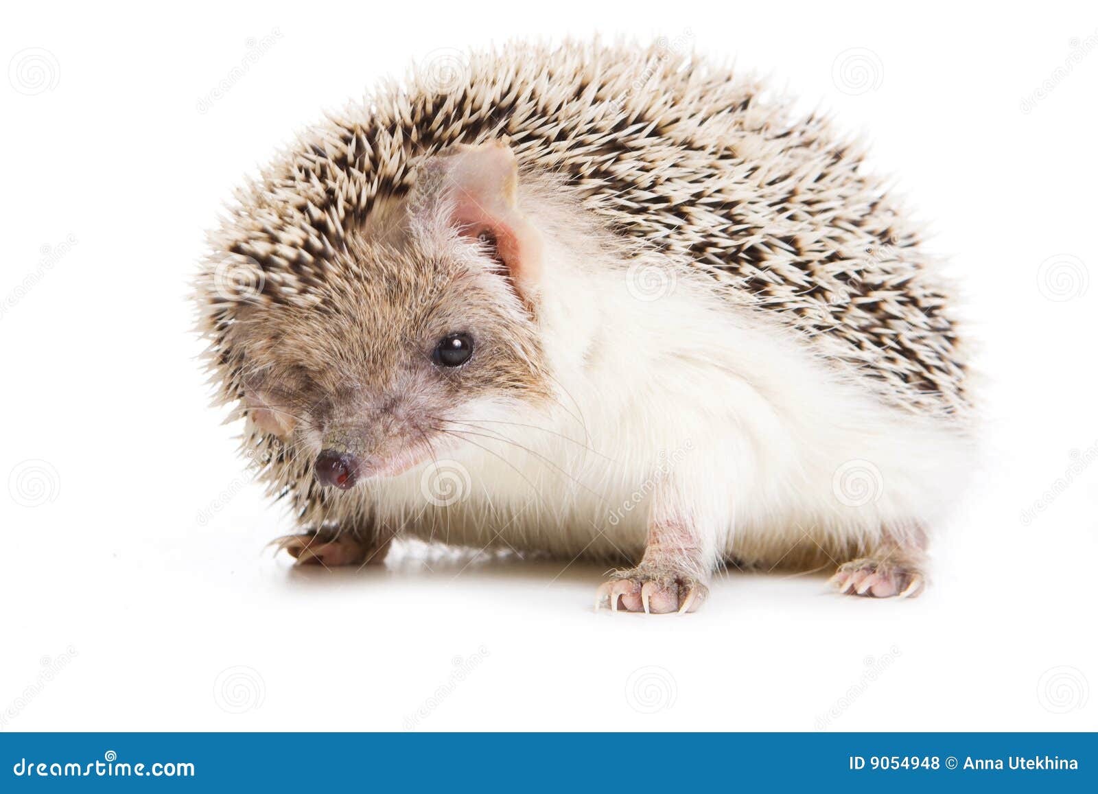 Igeles stockfoto. Bild von igeles - 9054948