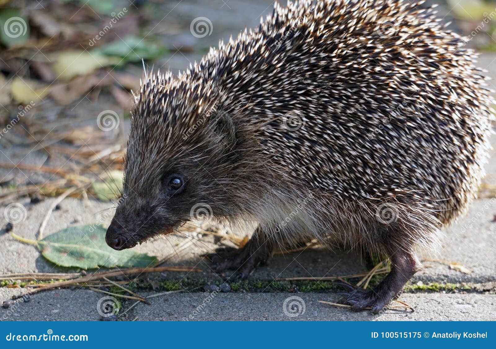 Igeles Im Park Neugierig Dorniges Tier Im September Stockbild - Bild ...
