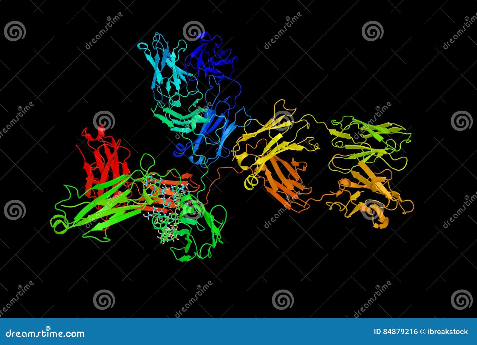 IgG1, a Subclass of Immunoglobulin G, an Antibody. Stock Illustration ...