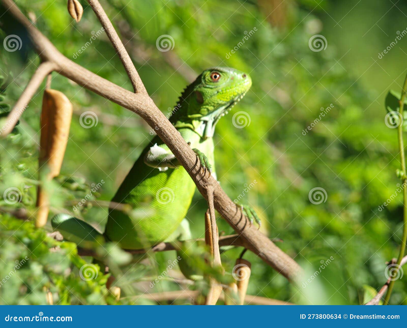 Iggy the Iguana stock photo. Image of insect, bird, branch - 273800634