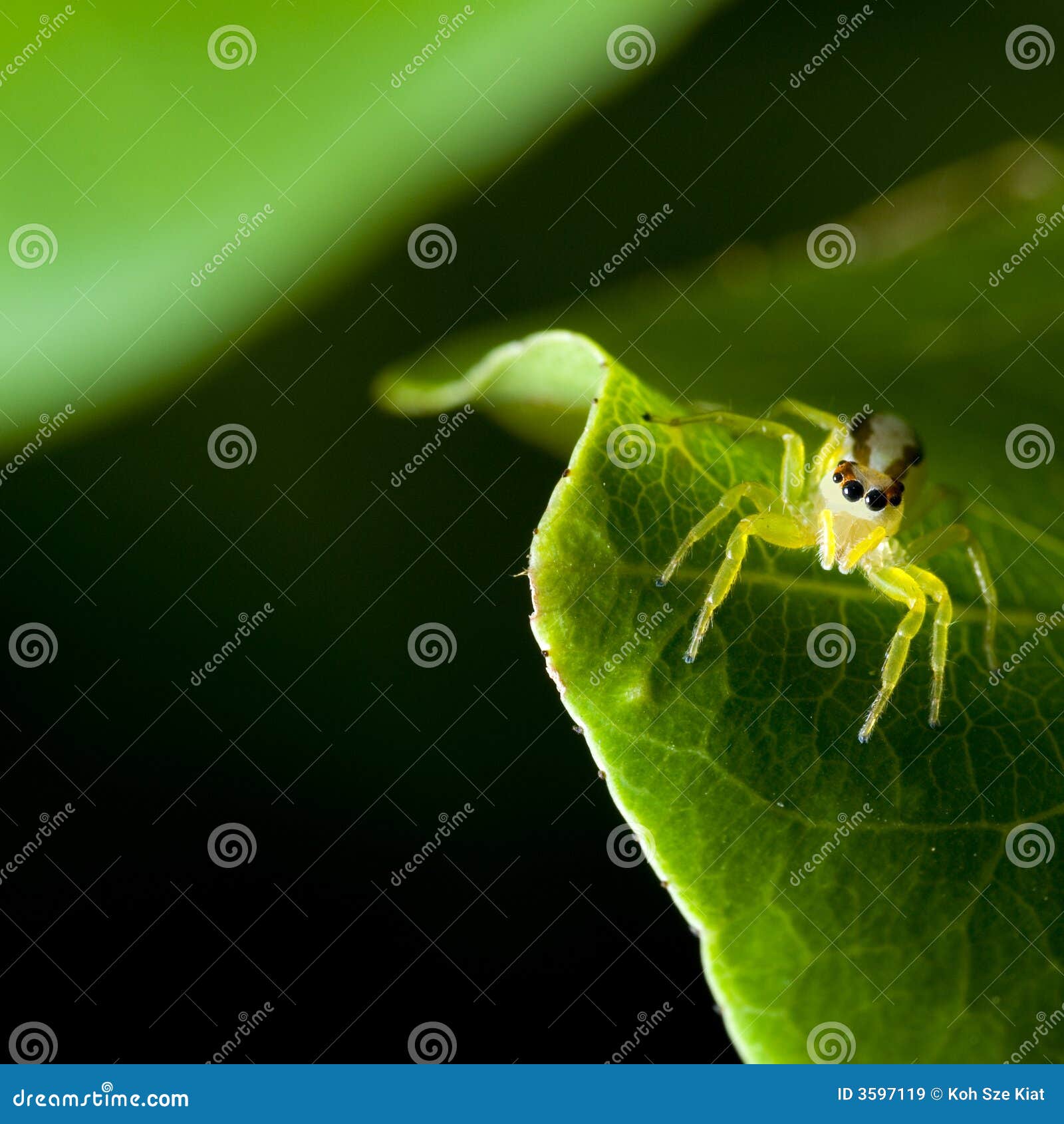 IGlow Spider Picture. Image: 3597119