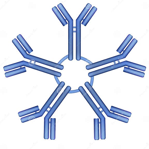 IgM Antibody Pentamer Molecule Stock Vector - Illustration of clone ...