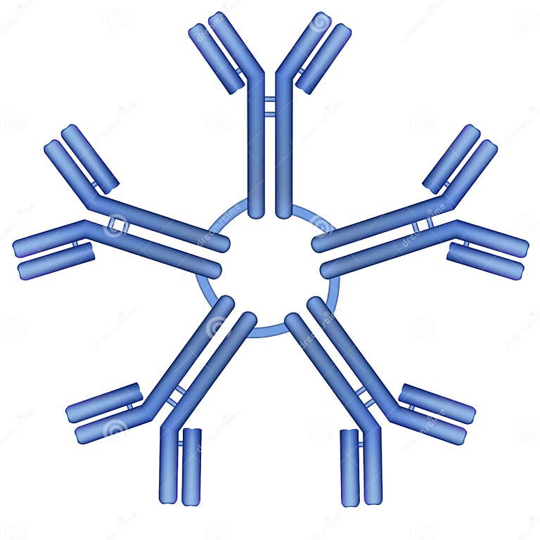 IgM Antibody Pentamer Molecule Stock Vector - Illustration of clone ...