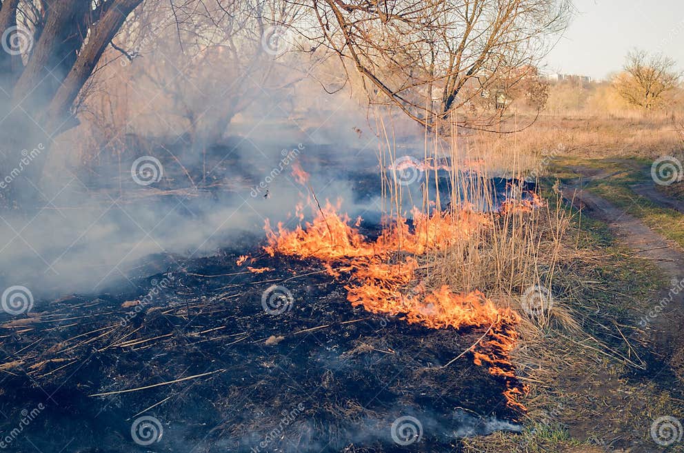 Ignition of Dry Grass. Fire Danger. Stock Image - Image of countryside ...