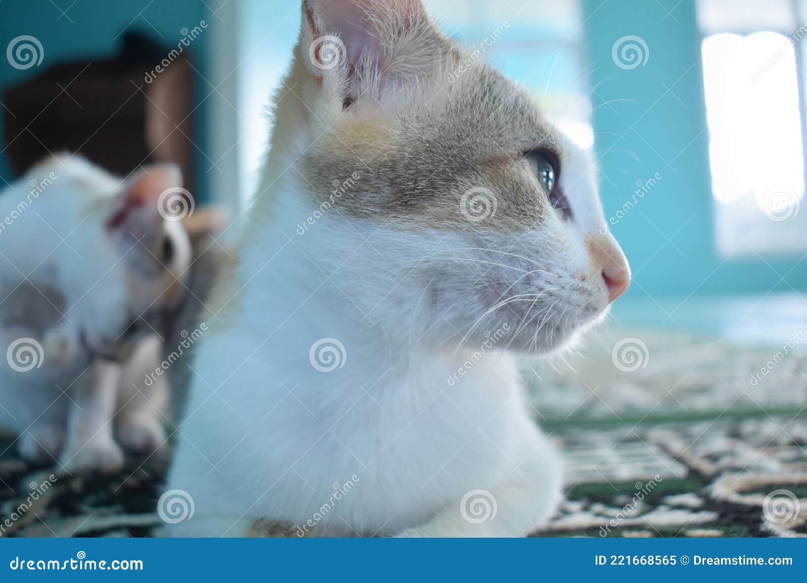 Ignorar al gato imagen de archivo. Imagen de gatito - 221668565