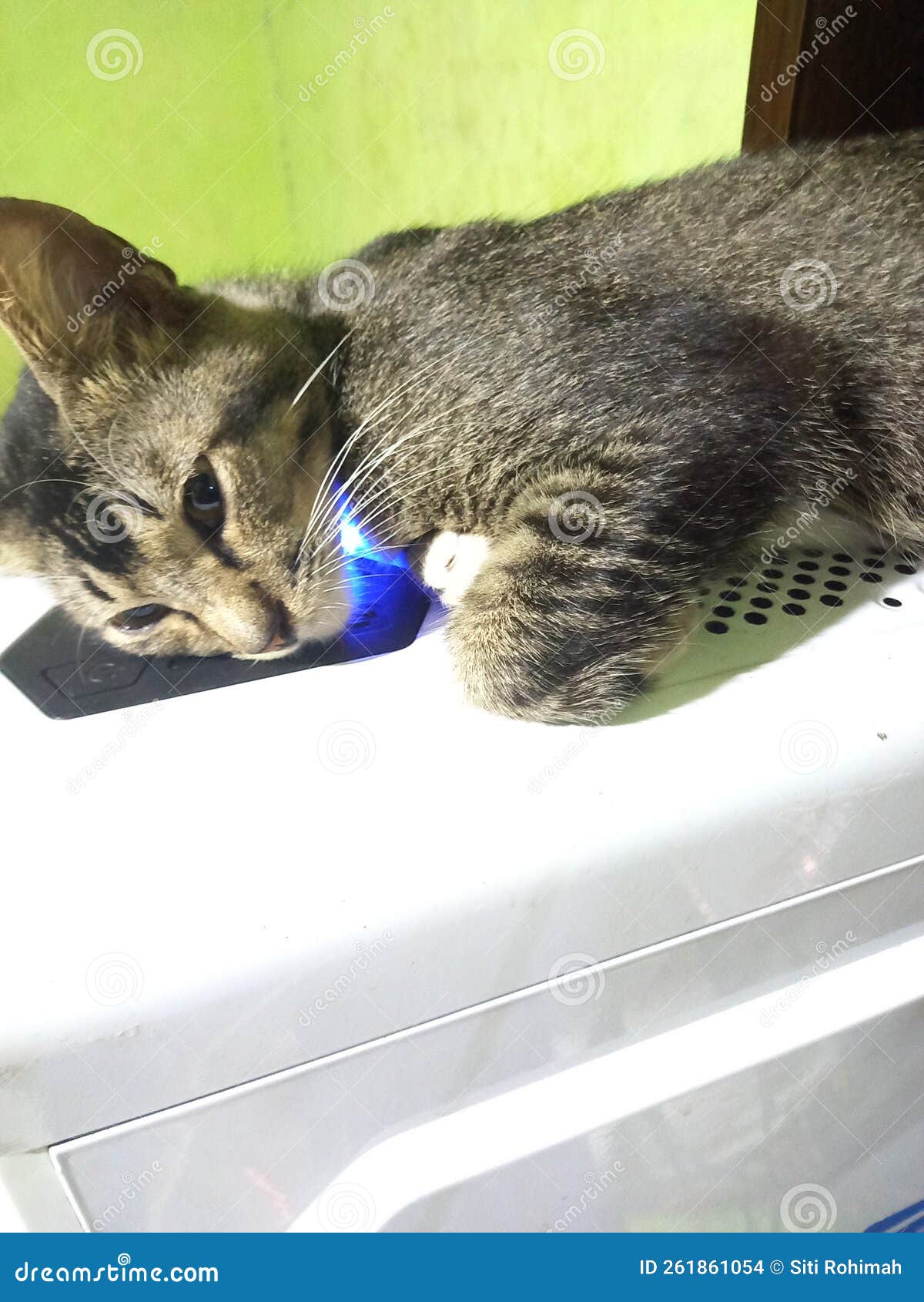 Ignored lazy cat sad life stock photo. Image of life - 261861054