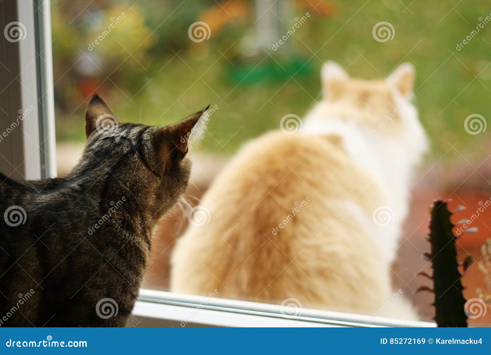 Ignoring cat stock image. Image of home, safe, back, window - 85272169