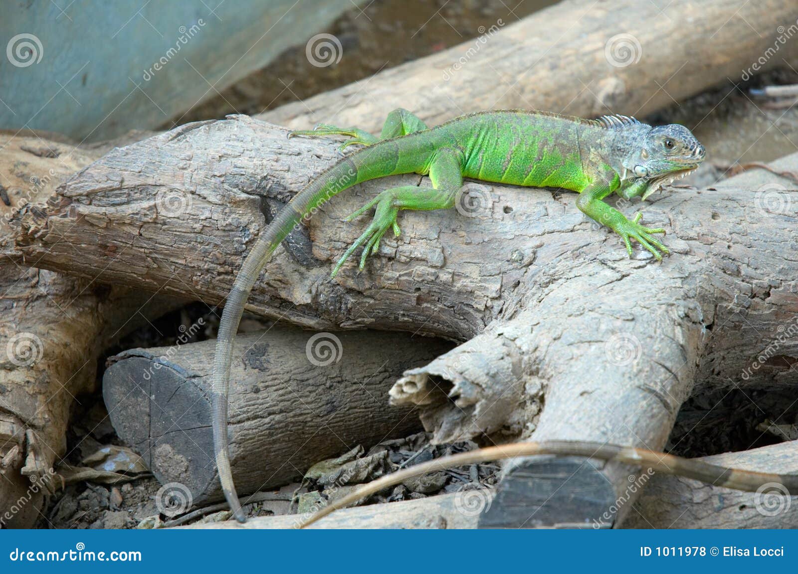 Iguana stock photo. Image of iguana, small, green, tropical - 1011978