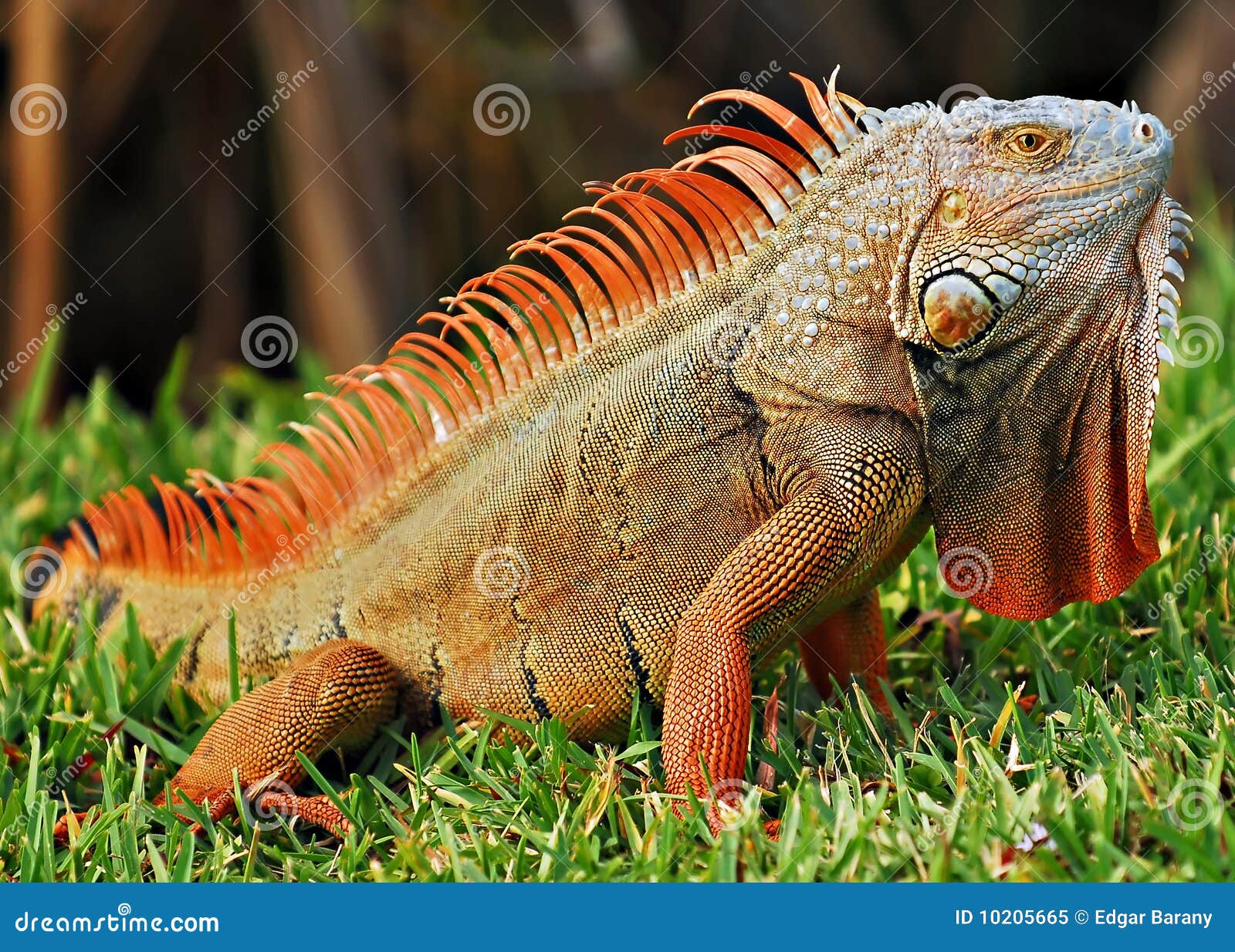 Iguana stock image. Image of iguana, animal, adult, america - 10205665