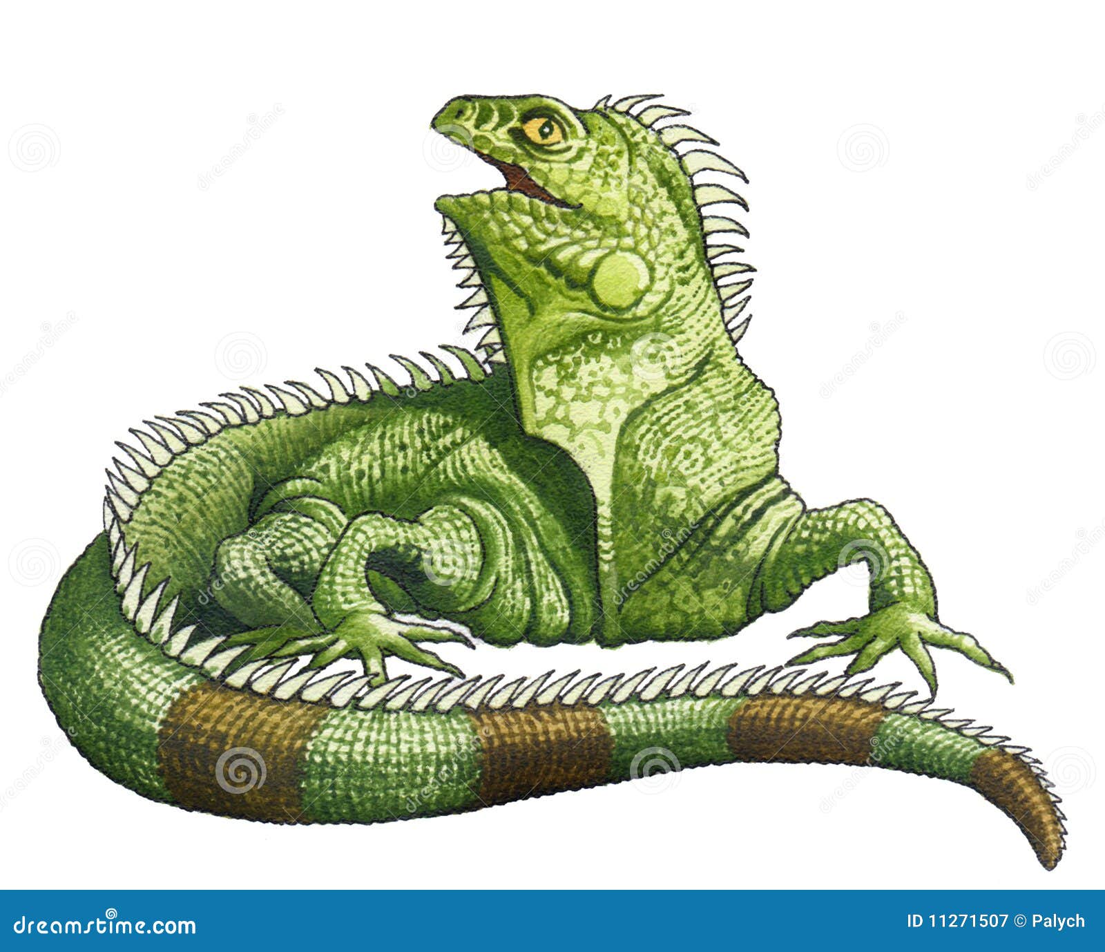 Iguana Vector Illustration | CartoonDealer.com #8437780
