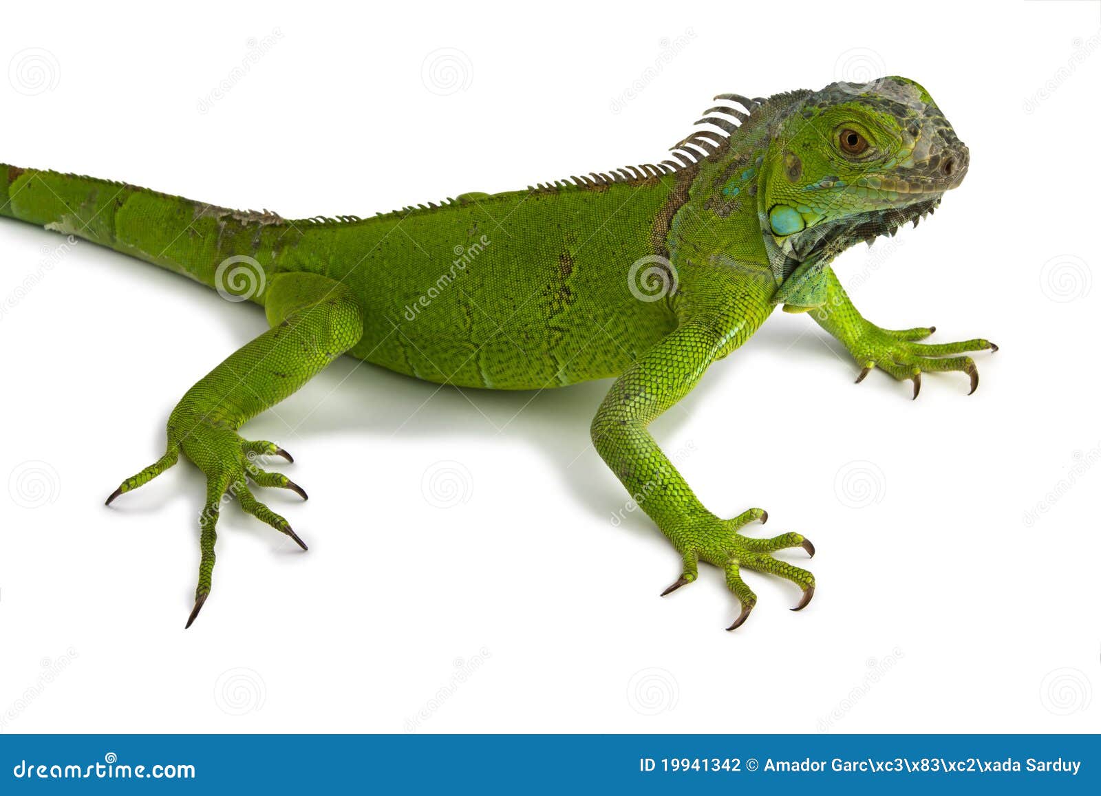 Iguana (Iguana Iguana) Royalty-Free Stock Photo | CartoonDealer.com ...