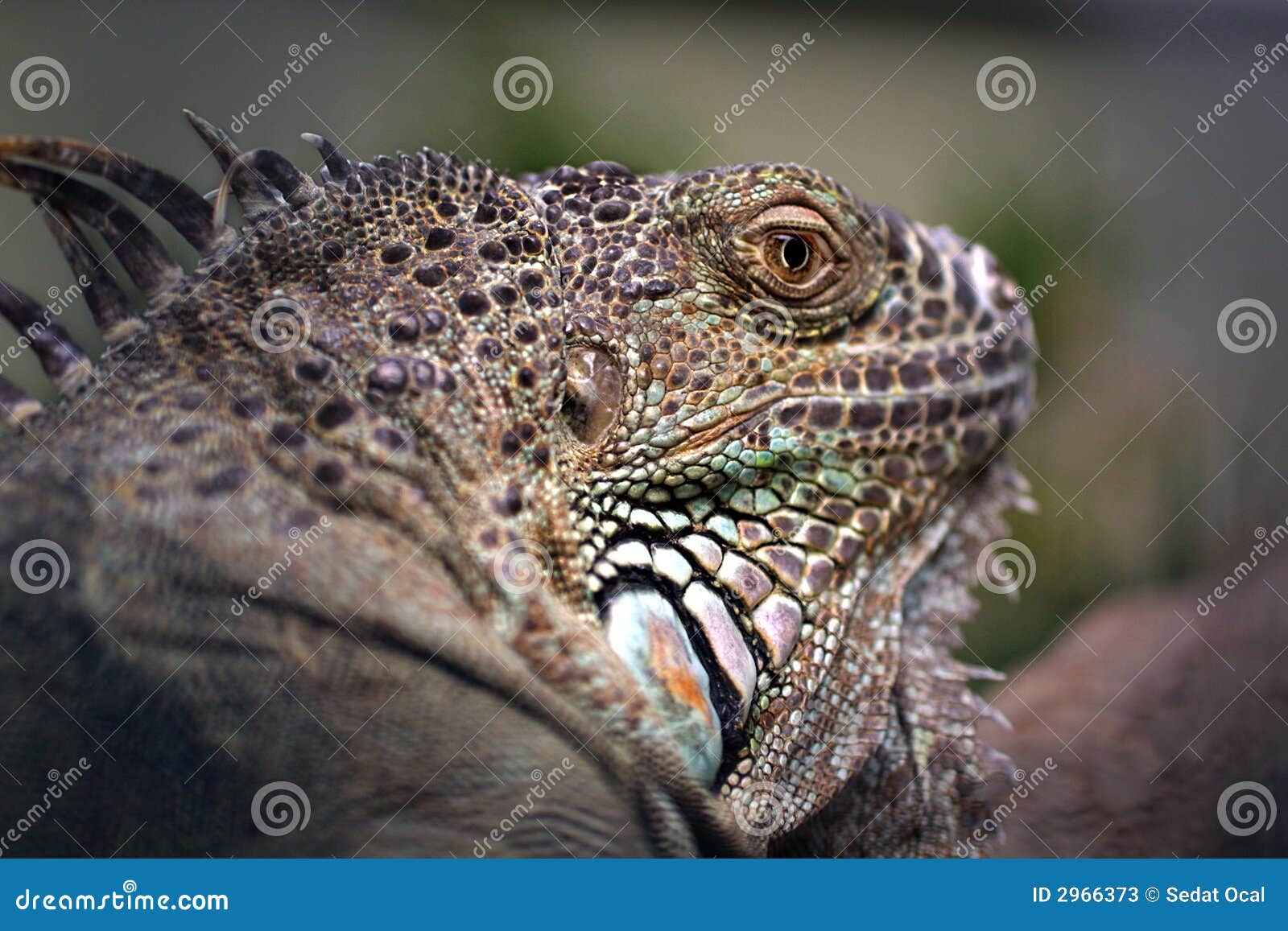 Iguana stock image. Image of animal, iguana, green, amphibian - 2966373