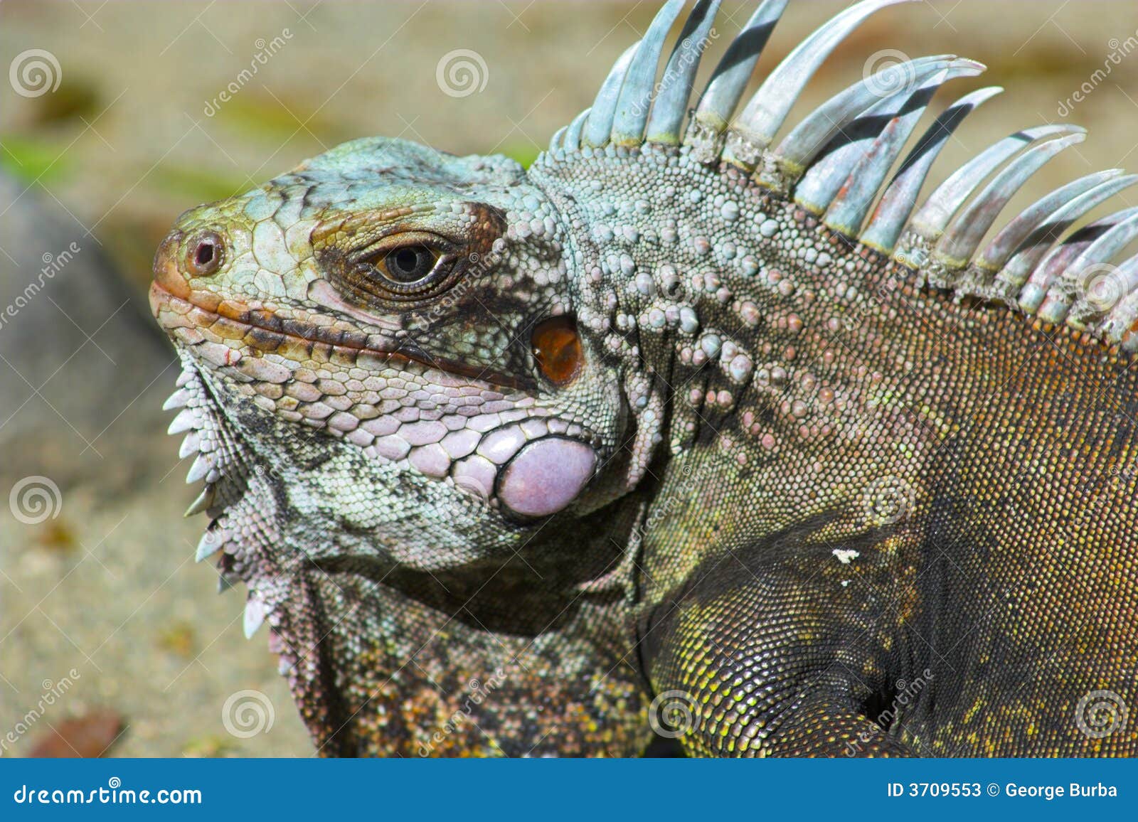 Purple Iguana Stock Photos - Free & Royalty-Free Stock Photos from ...