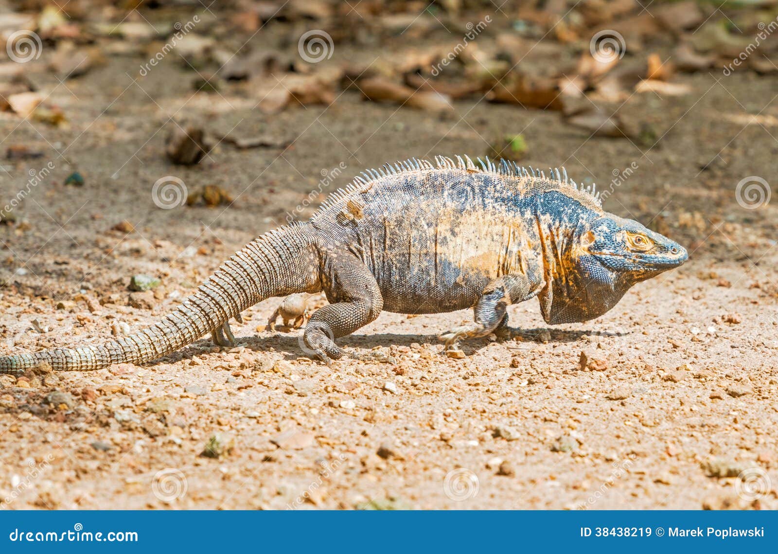 Iguana stock image. Image of fauna, wilderness, iguania - 38438219