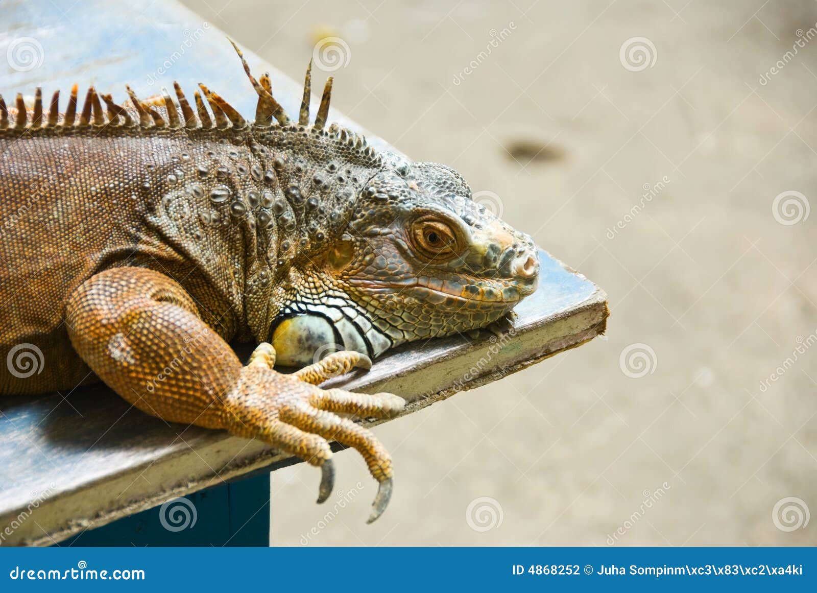 Iguana stock photo. Image of close, living, nature, change - 4868252