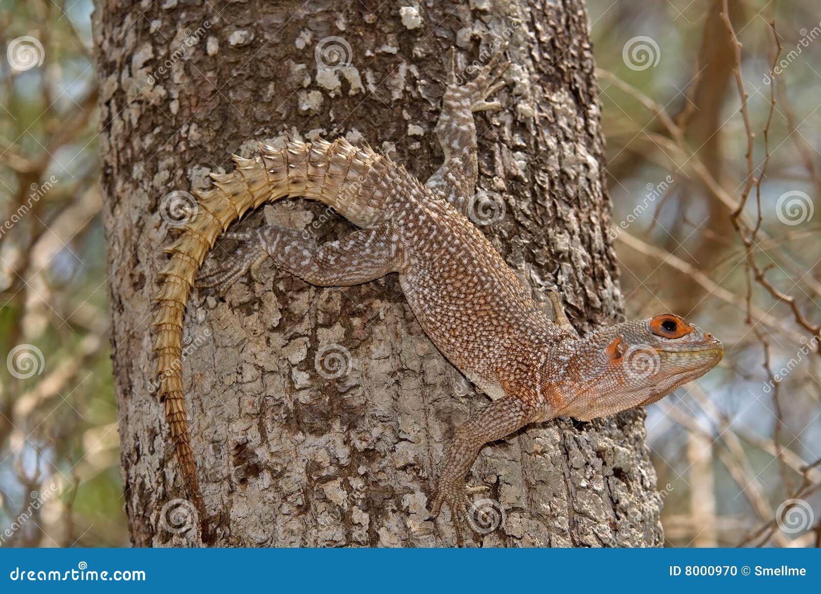 Iguana stock photo. Image of rain, endangered, animal - 8000970