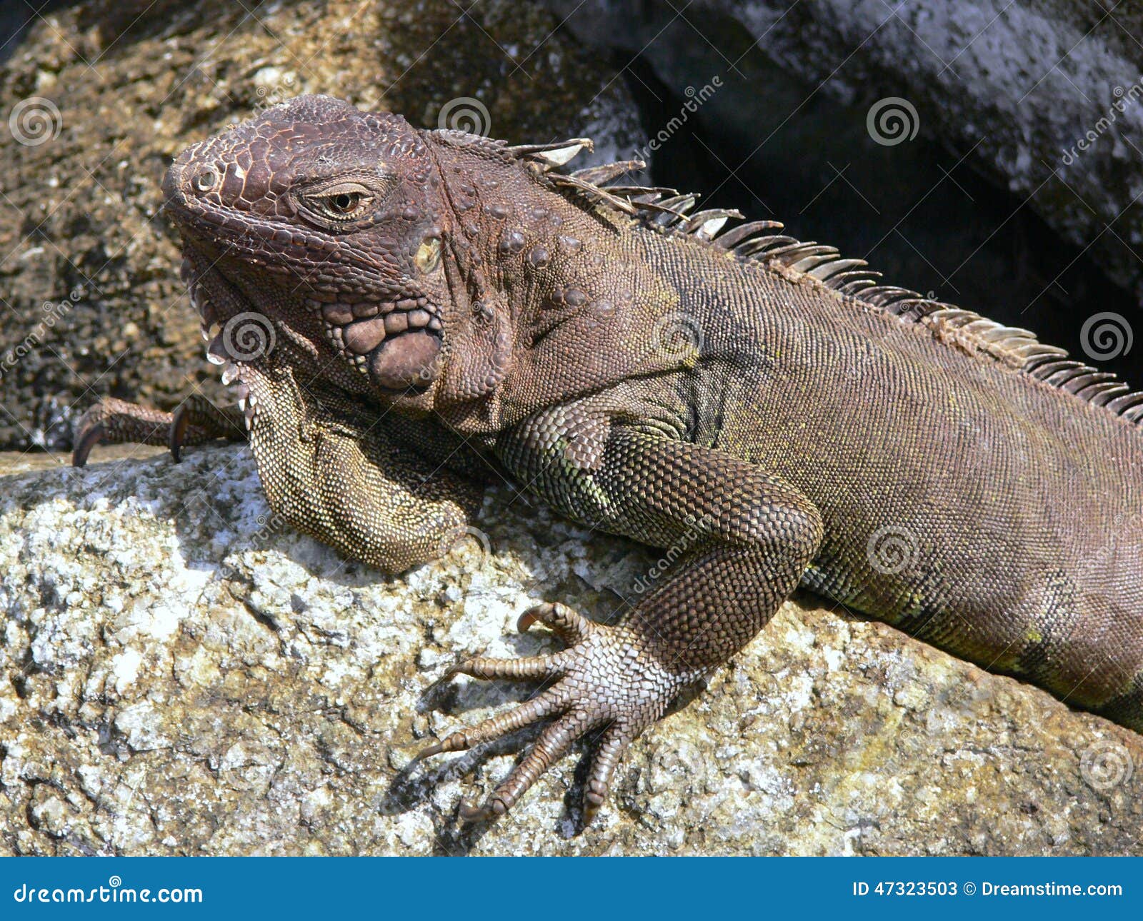 Iguana in Aruba stock image. Image of island, aruba, south - 47323503