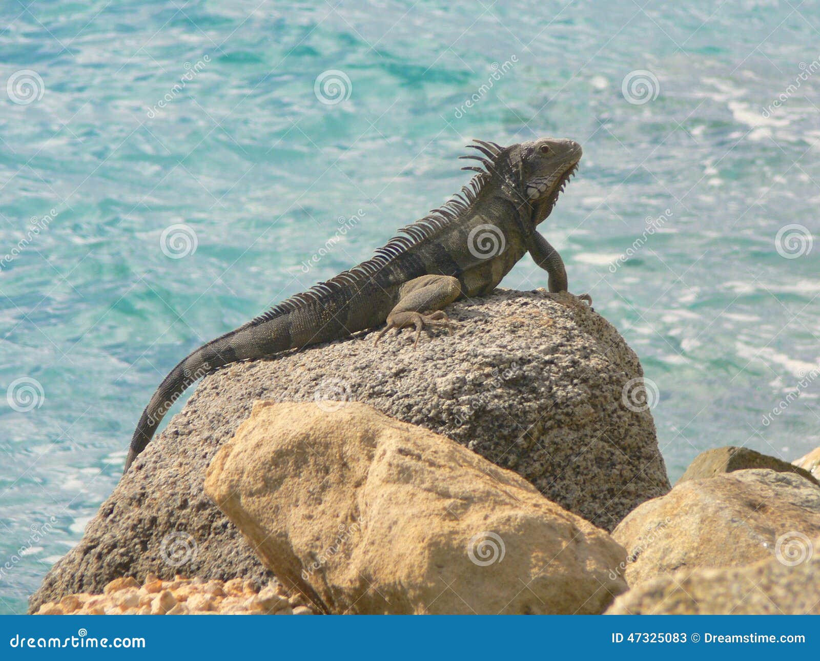 Iguana in Aruba stock image. Image of south, aruba, island - 47325083
