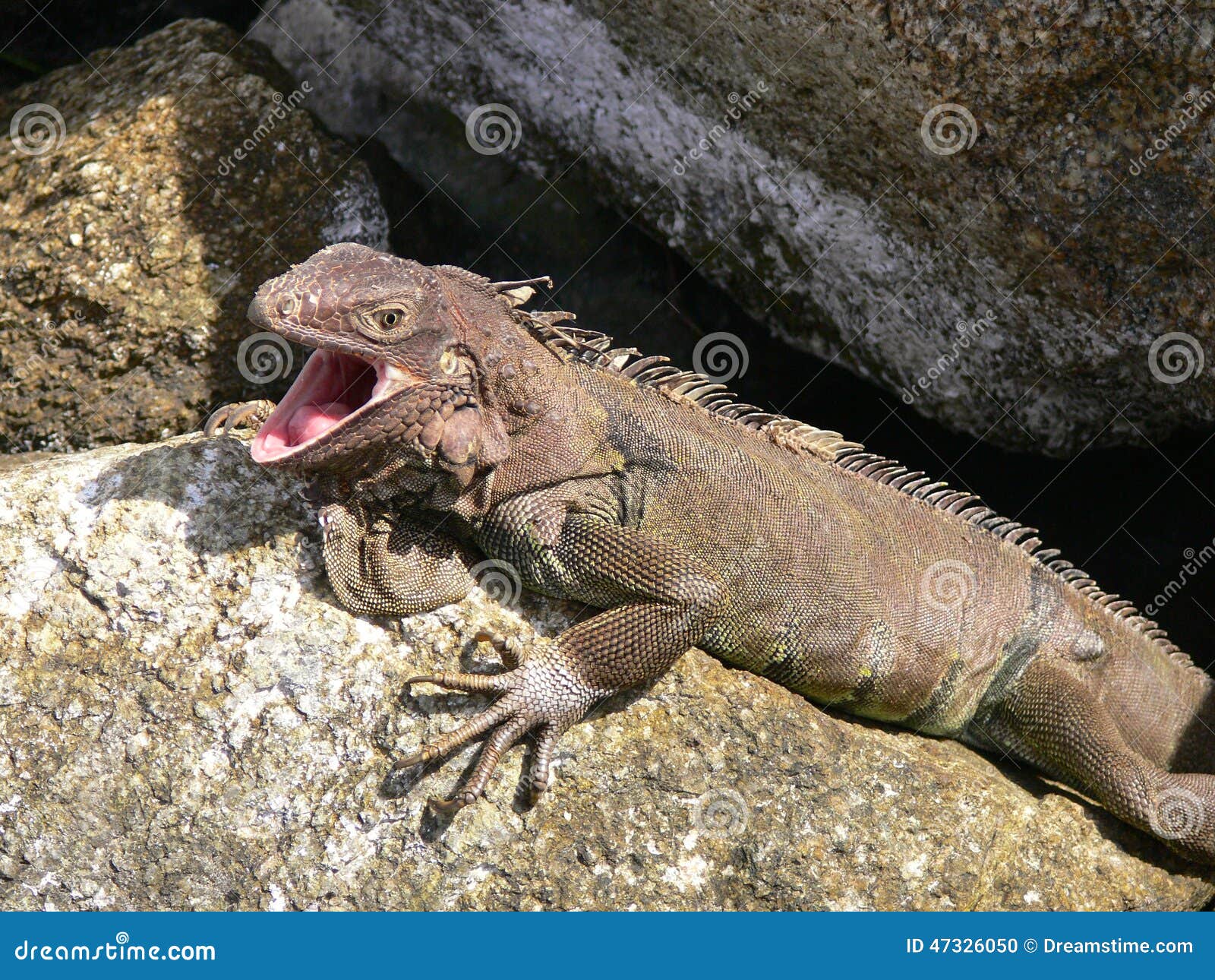 Iguana in Aruba stock photo. Image of caribbean, fauna - 47326050