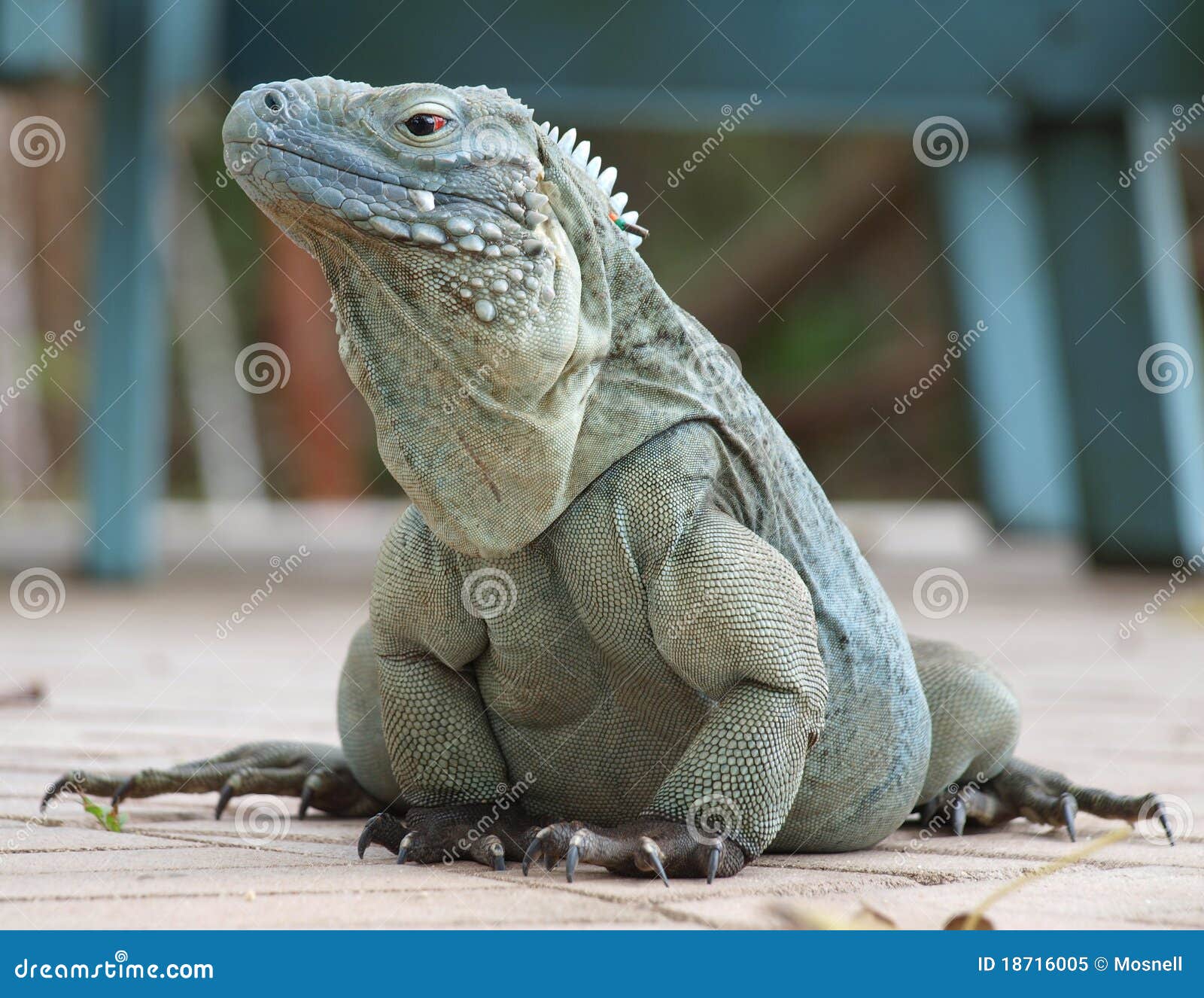 Iguana azul Cayman Islands imagen de archivo. Imagen de endangered ...