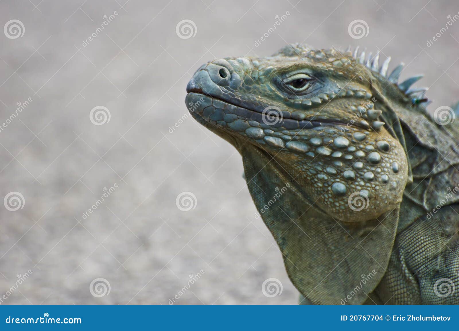 Iguana Azul (lewisi De Cyclura) Foto de archivo - Imagen de cubo ...