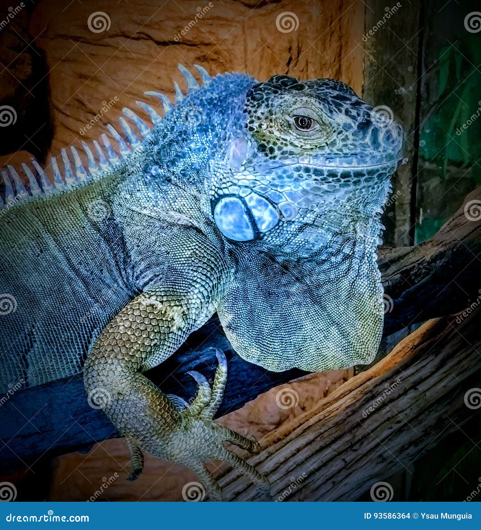 Iguana Azul Stock Photos - Free & Royalty-Free Stock Photos from Dreamstime