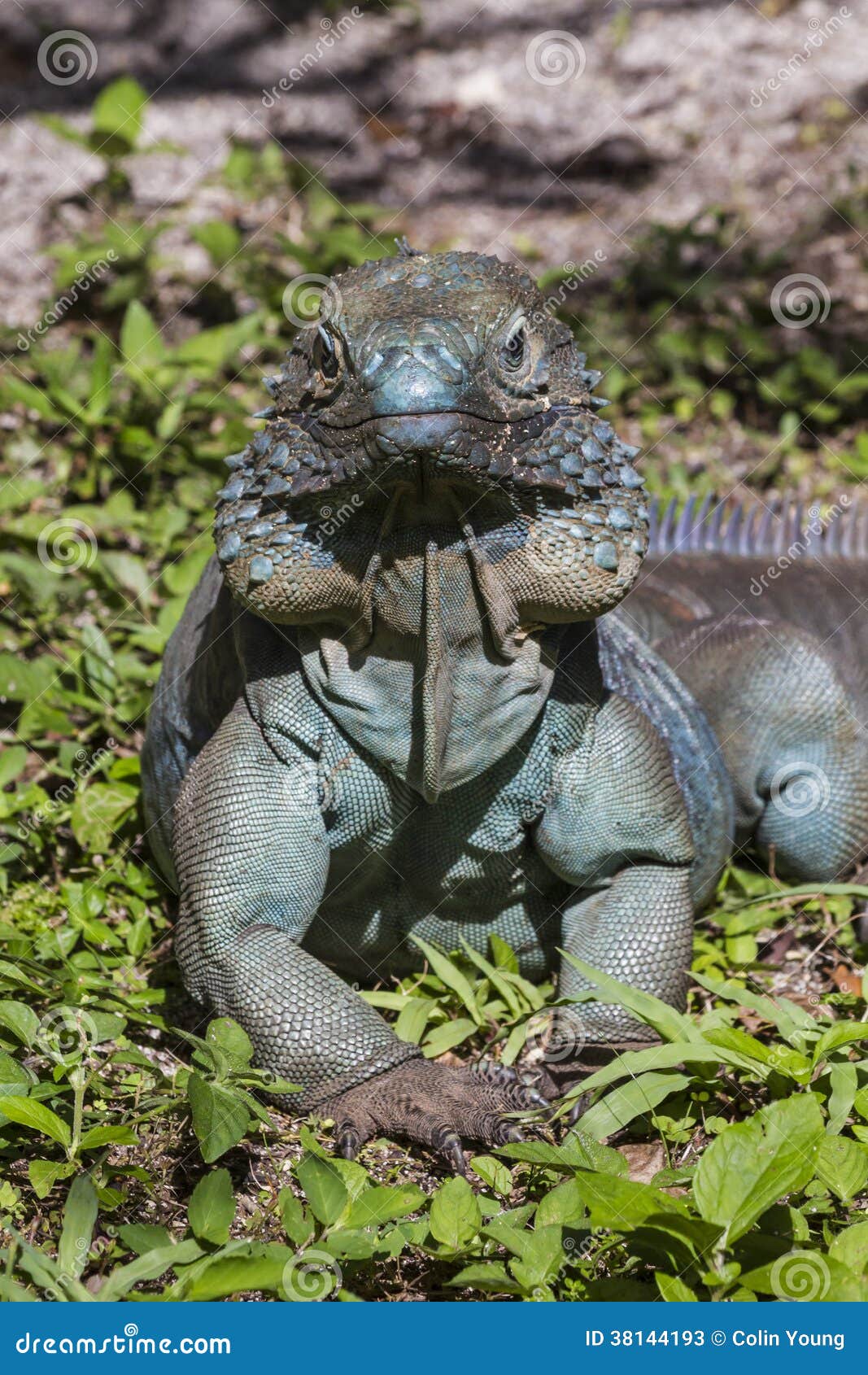 Iguana azul orgullosa imagen de archivo. Imagen de tropical - 38144193