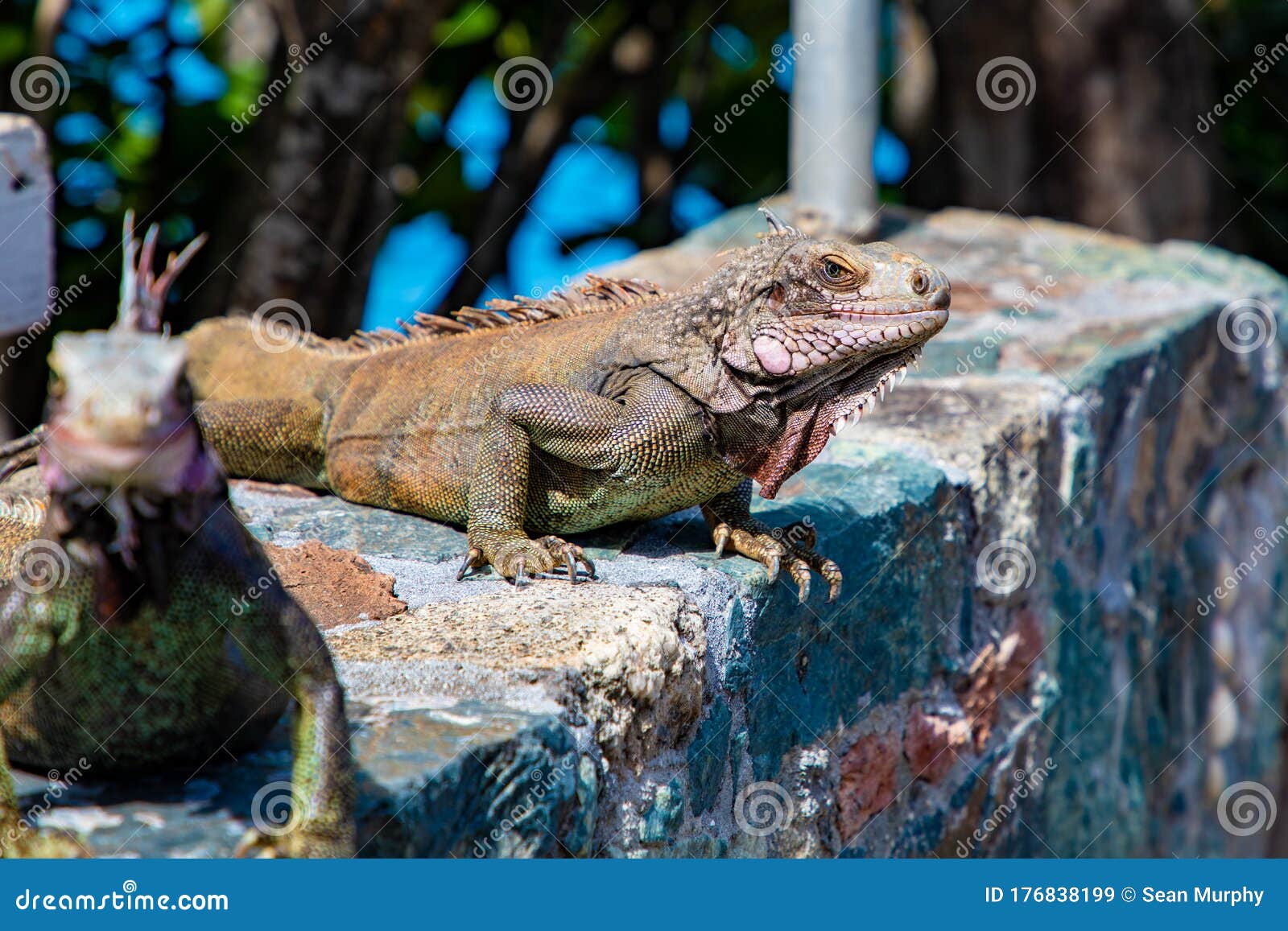 Iguana Basking in the sun stock image. Image of caribbean - 176838199