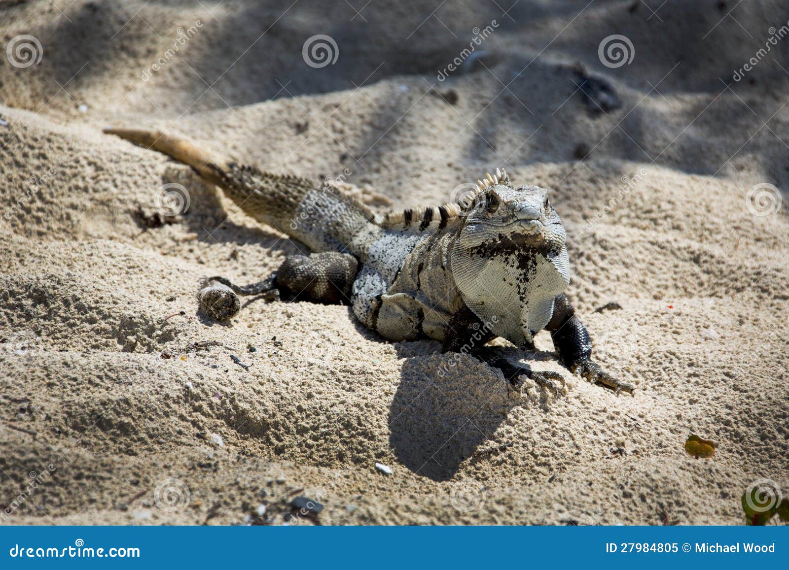 Iguana on Beach - Ruins of Tulum Cozumel Stock Image - Image of ...