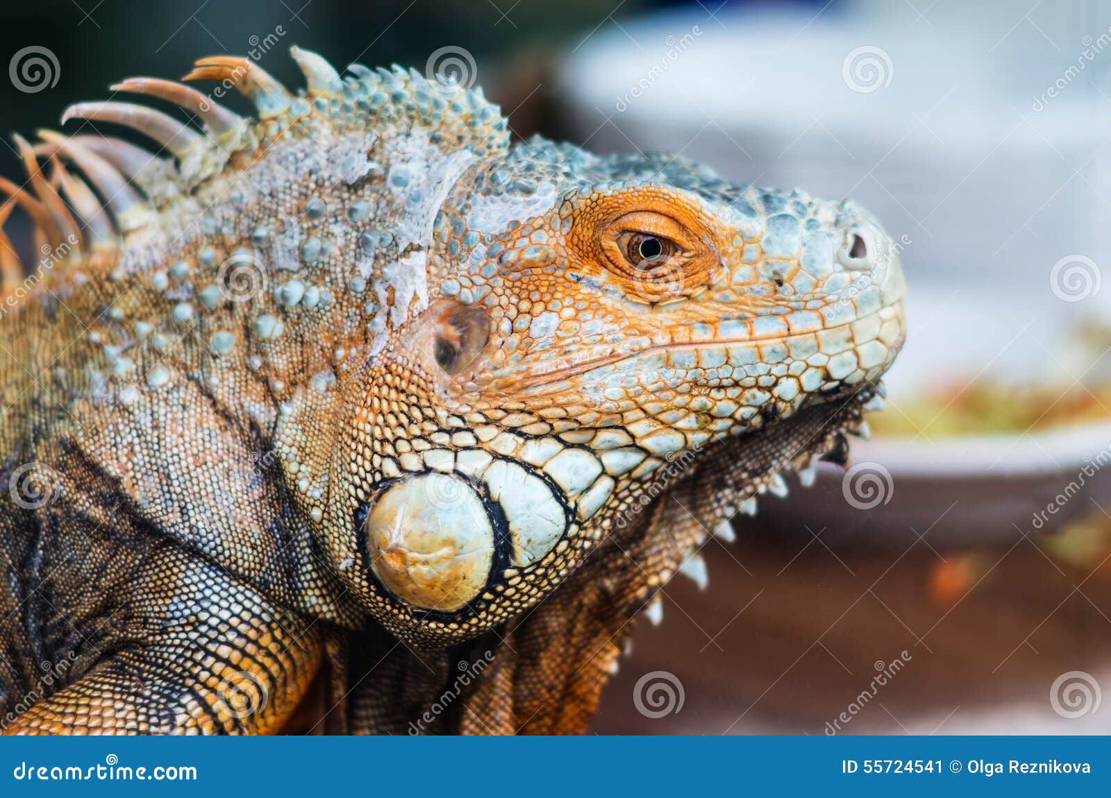 A Huge Lizard Stands On A Wall Stock Photography | CartoonDealer.com ...