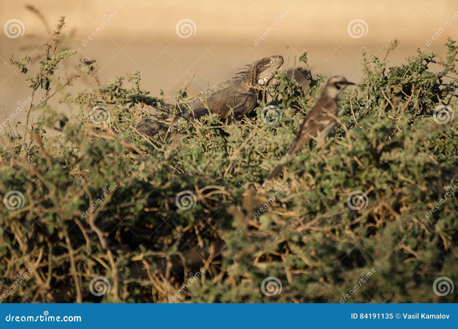 Iguana and Bird in the Grass Stock Image - Image of iguana, park: 84191135