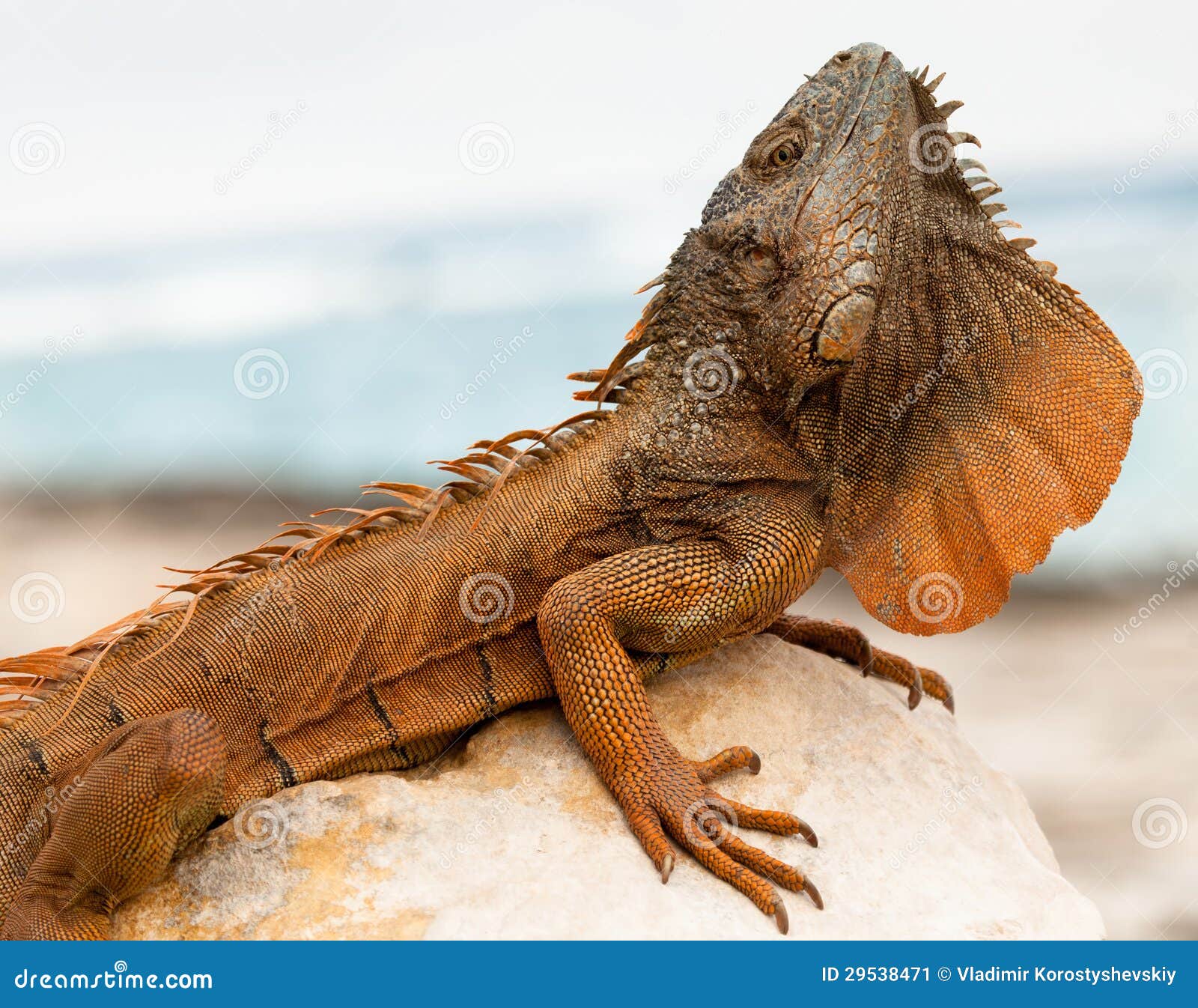 Iguana in Cancun, Mexico stock image. Image of iguana - 29538471