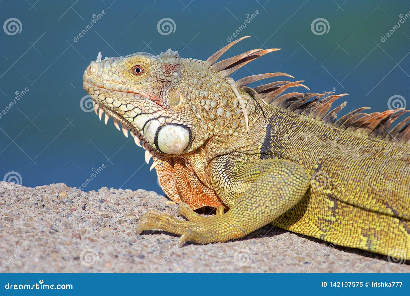 Iguana in the Caribbean stock image. Image of wild, iguana - 142107575