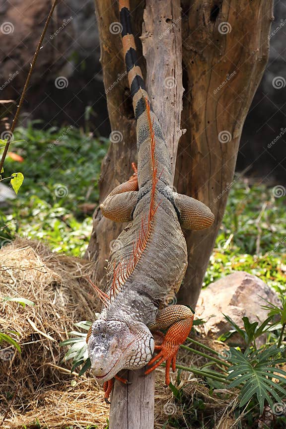 Iguana are climbing down stock image. Image of reptile - 37832485
