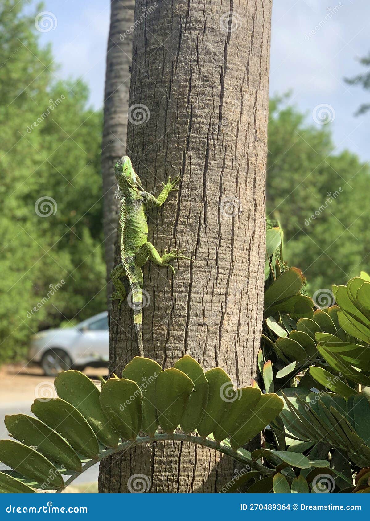 Iguana climbing a tree stock photo. Image of animal - 270489364
