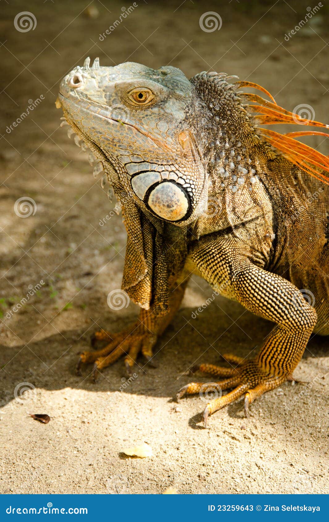 Iguana Close-up stock image. Image of reptile, nature - 23259643
