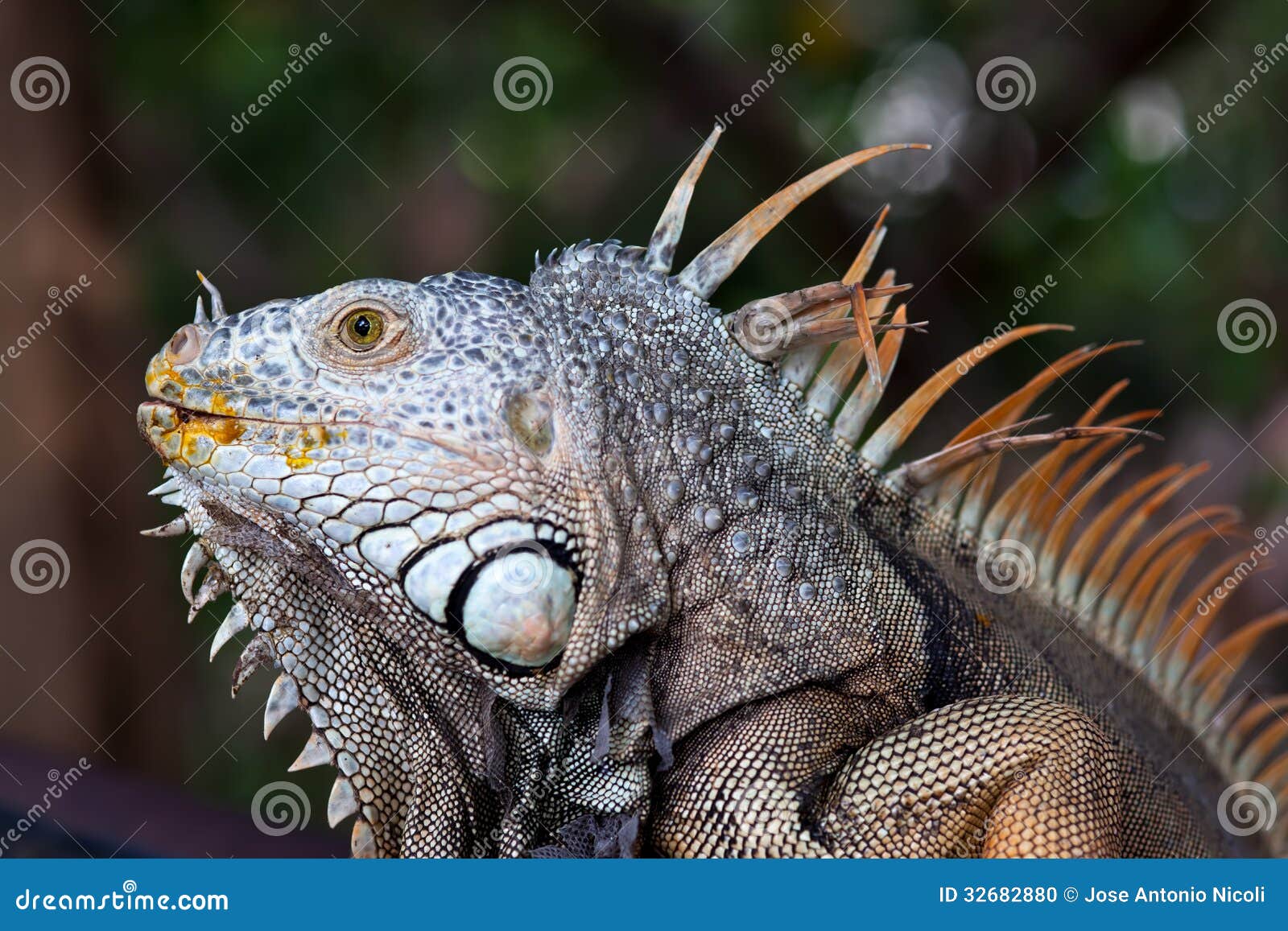 Iguana stock photo. Image of creature, reptile, crest - 32682880