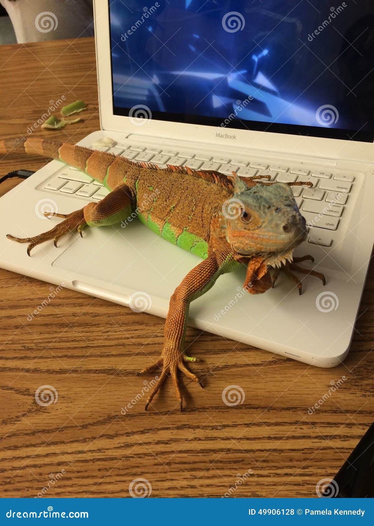 Iguana on computer editorial stock photo. Image of lizard - 49906128
