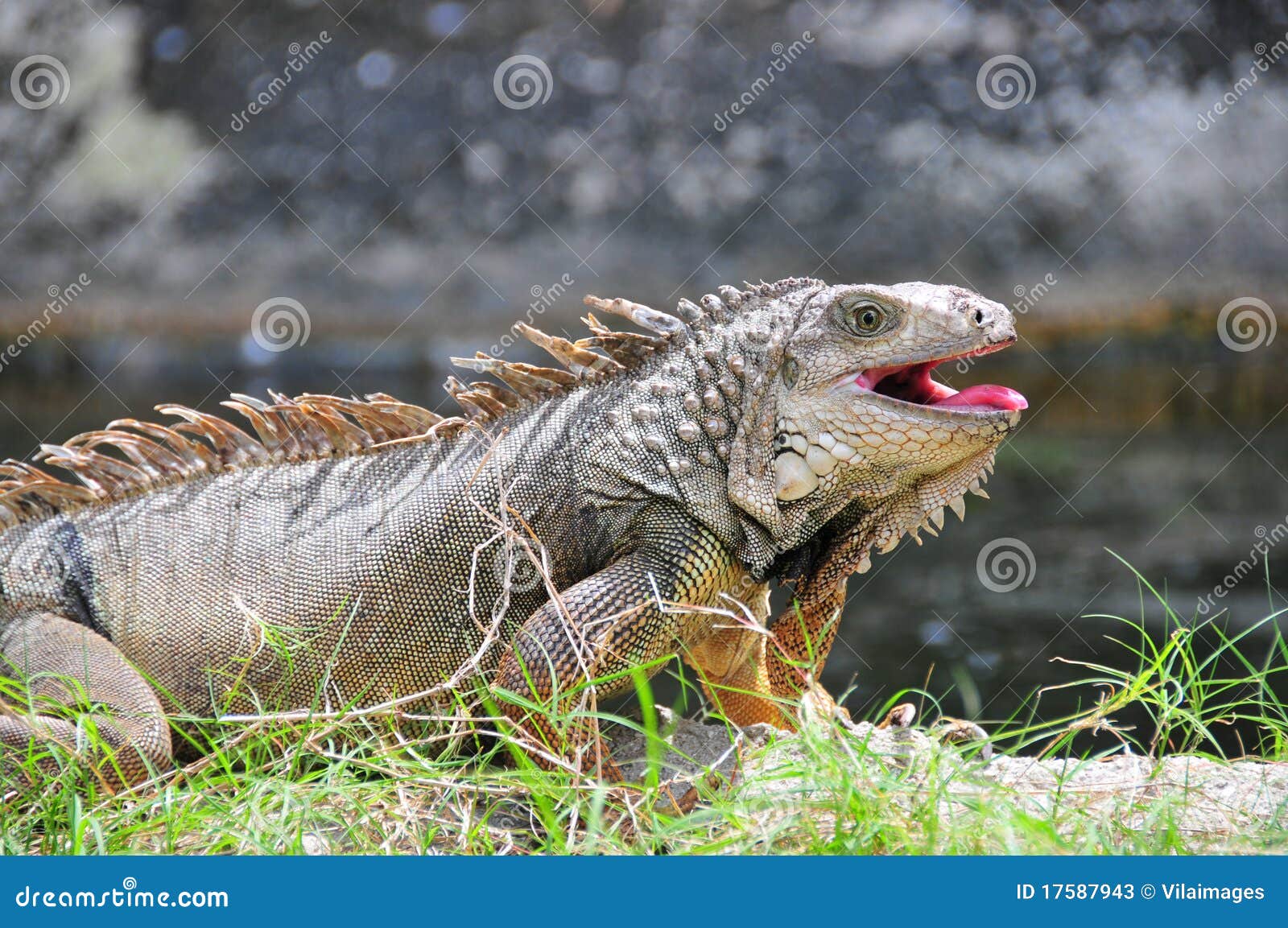 Iguana con la boca abierta imagen de archivo. Imagen de detalle - 17587943
