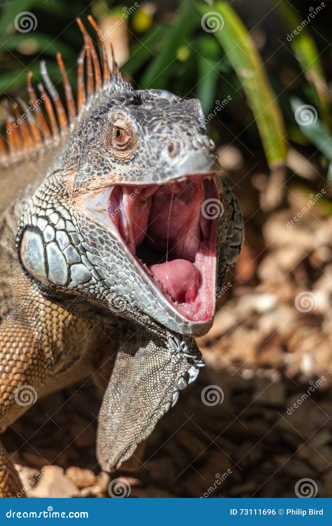 Iguana con la boca abierta foto de archivo. Imagen de criatura - 73111696