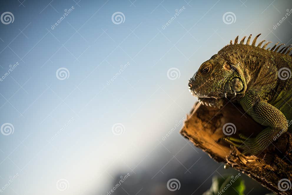 Iguana Crawling on a Piece of Wood and Posing Stock Photo - Image of ...