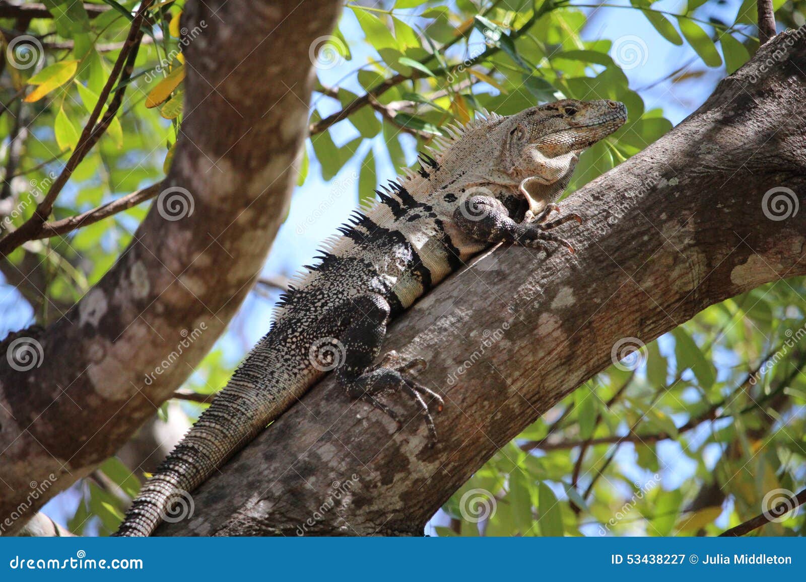Ctenosaura Similis, Garrobo, Iguana, Huatulco Sighting Oaxaca Mexico ...