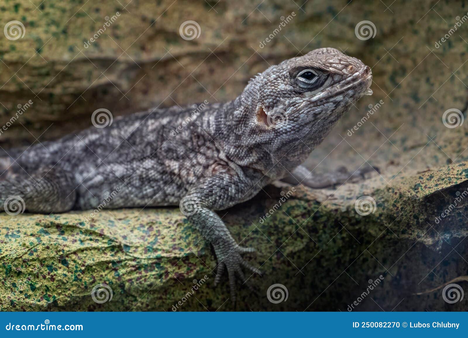 Iguana De Madagascar O Swift De Madagascar O Merrems Madagascar Swift ...