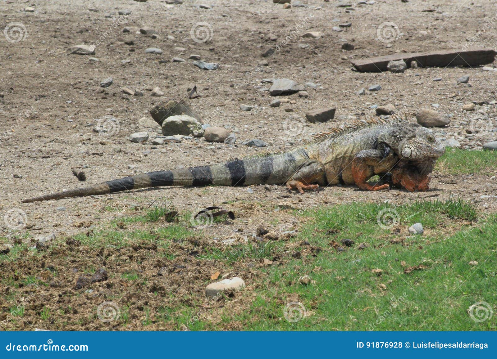 Iguana in desert field stock photo. Image of lake, landscape - 91876928