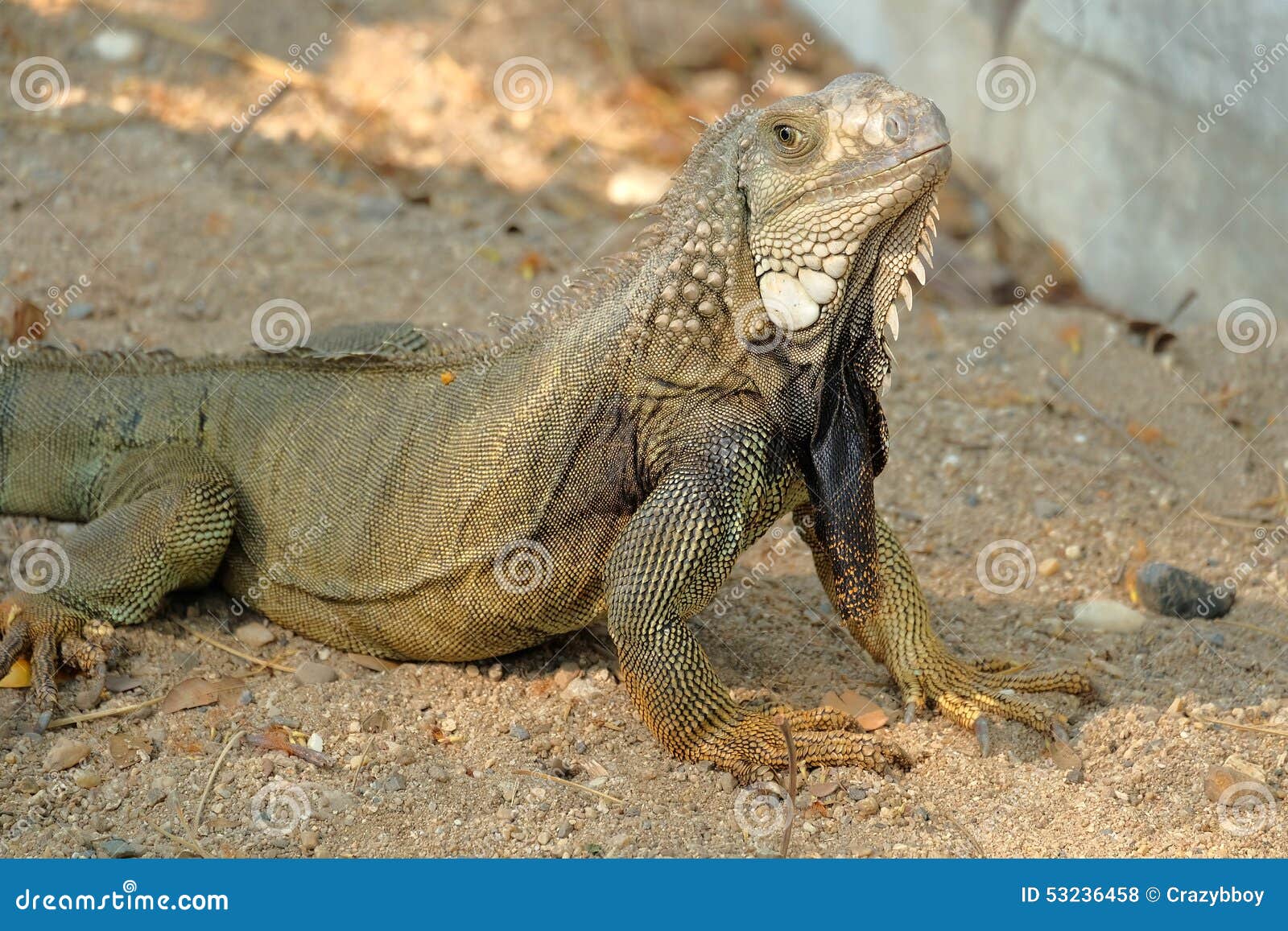 Iguana Dragon on the Ground Stock Photo - Image of detail, fauna: 53236458